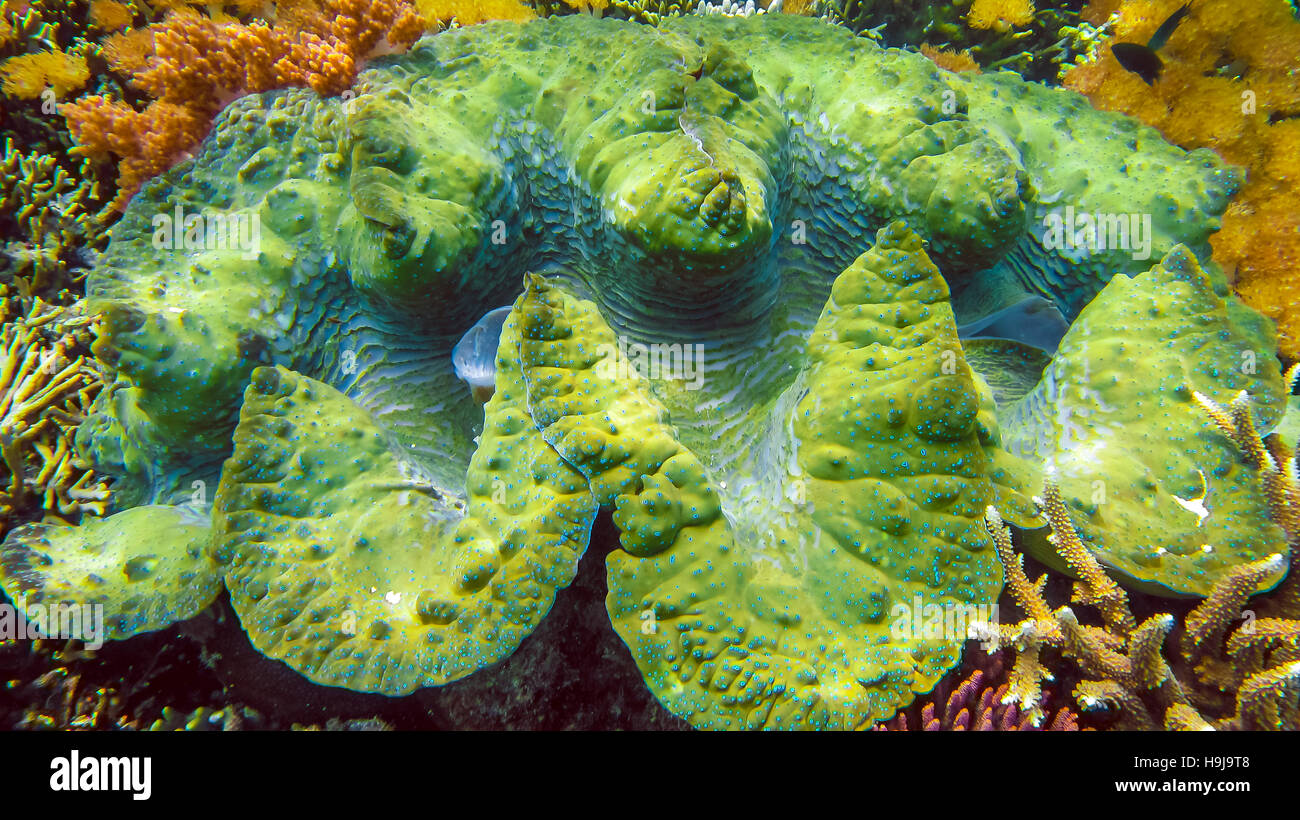 Colorful giant clam Tridacna gigas grows in the shallows of Raja Ampat ...