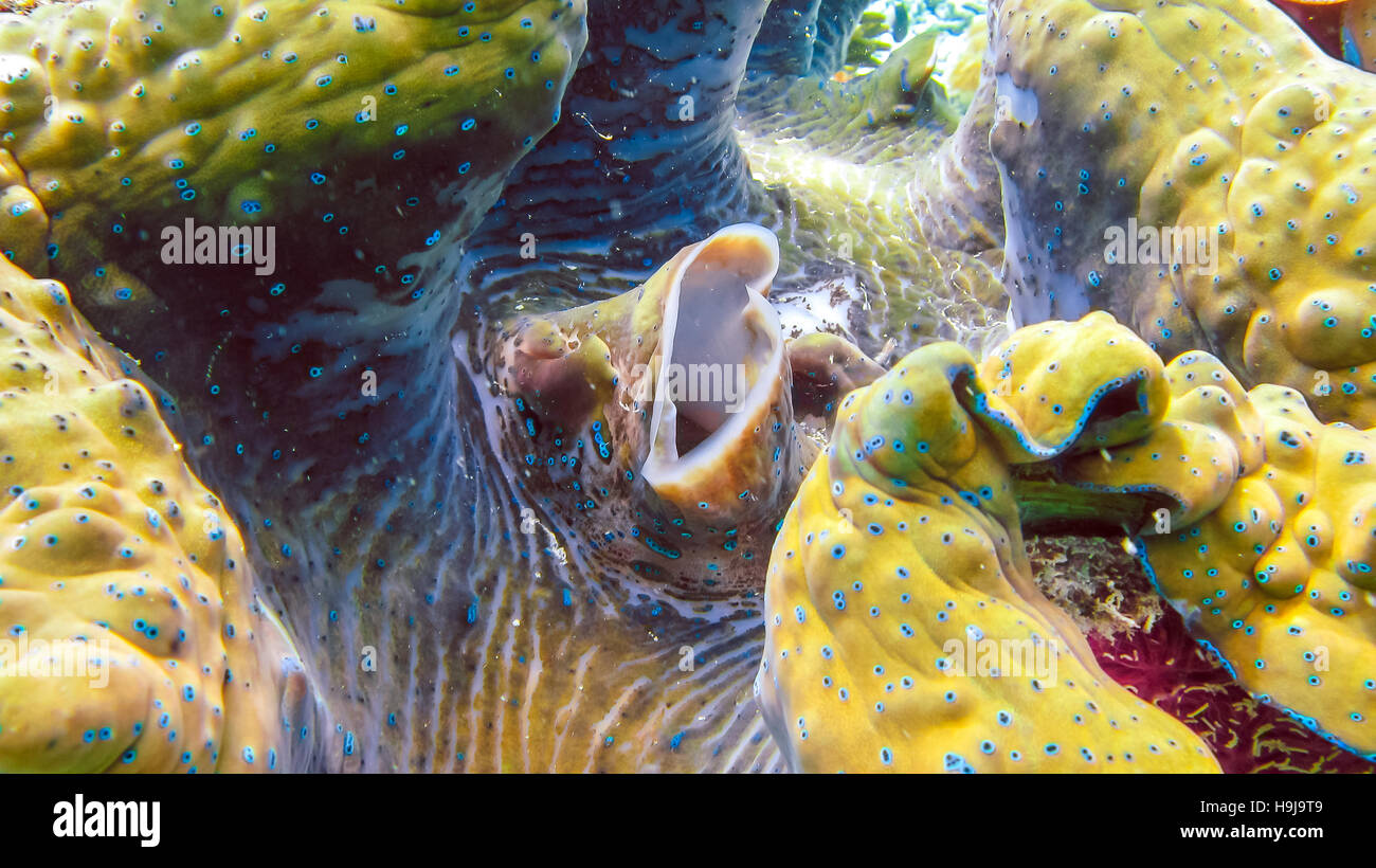 Close up of Colorful giant clam Tridacna gigas grows in the shallows ...