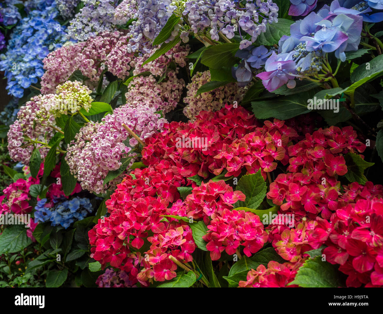 Street flower shop in Paris, France Stock Photo - Alamy