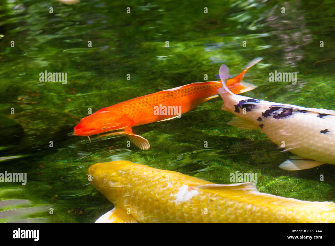 Three Koi fish (carp) red, yellow and white in green shalow lake with ...
