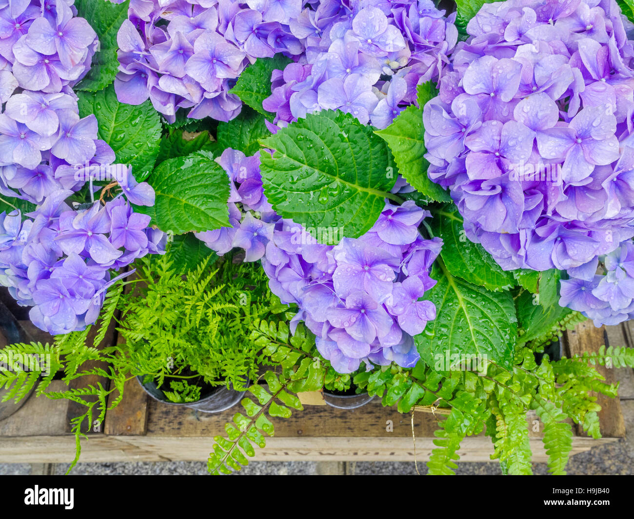 Street flower shop in Paris, France Stock Photo - Alamy
