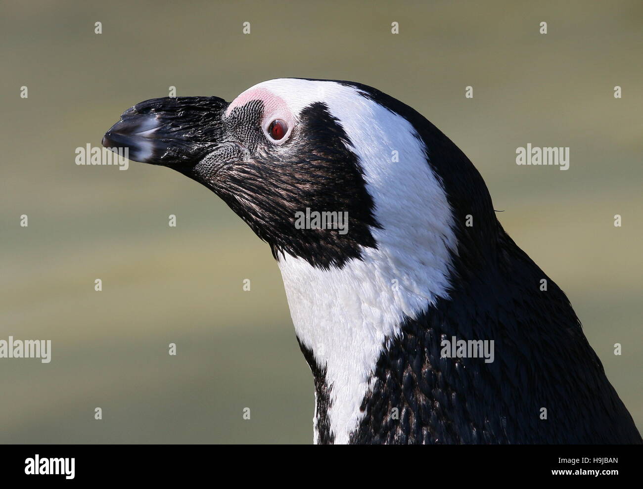 Black footed penguin (Spheniscus demersus) close-up portrait A.k.a ...