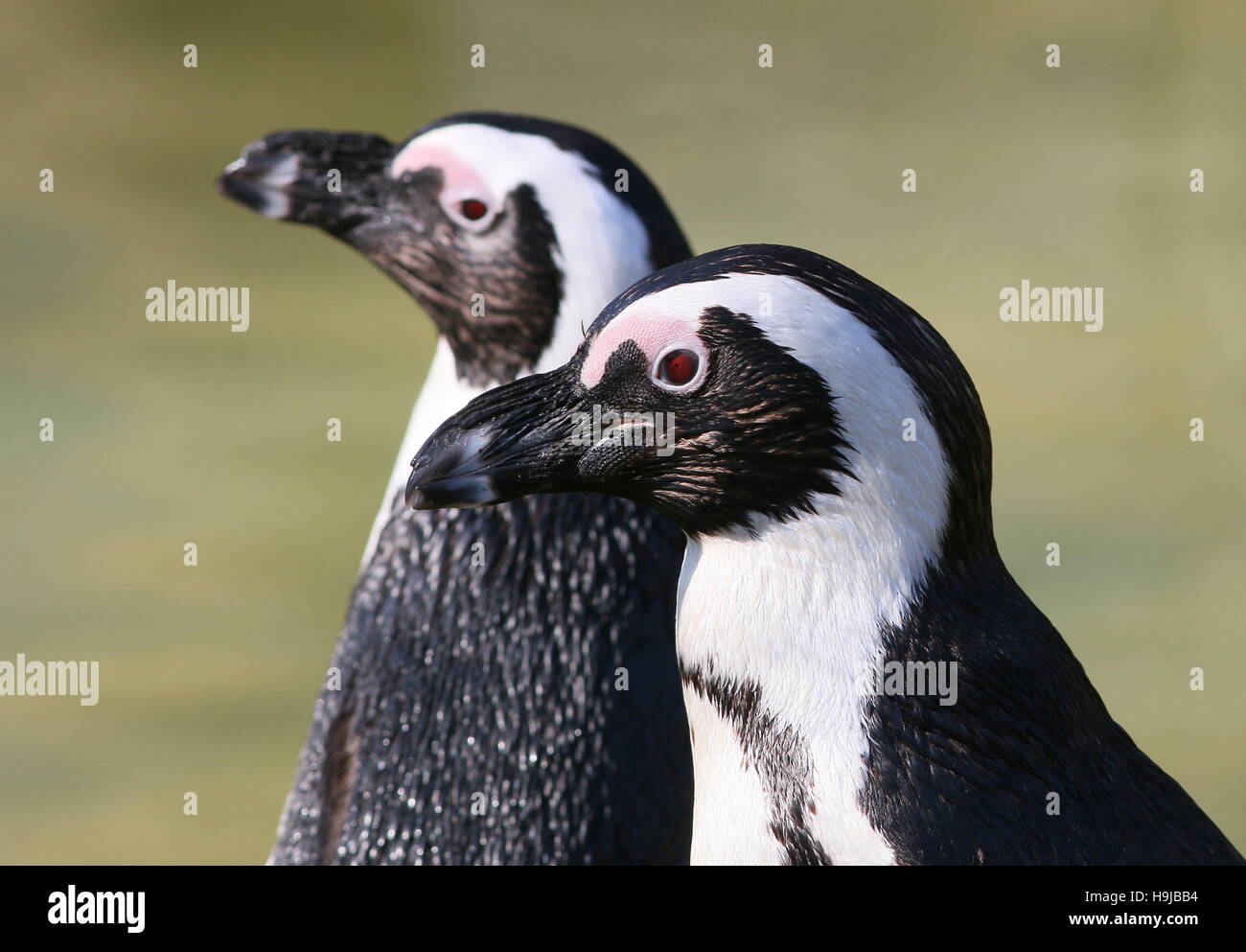 Black footed penguin (Spheniscus demersus) duo portrait A.k.a. African ...