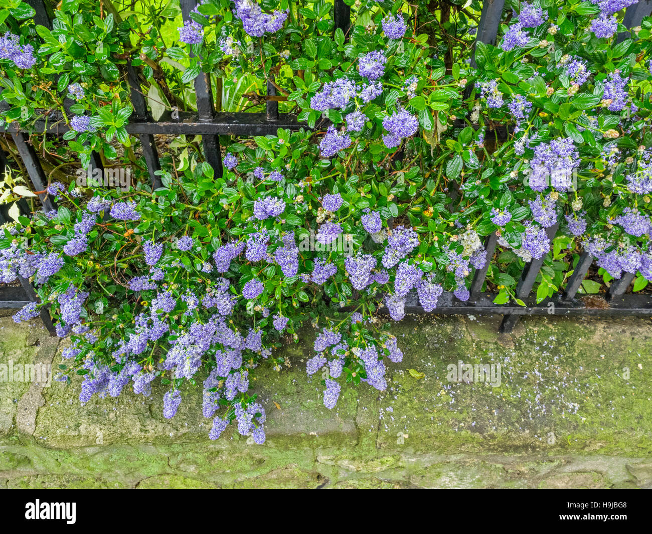 Flower garden in Paris, France Stock Photo - Alamy