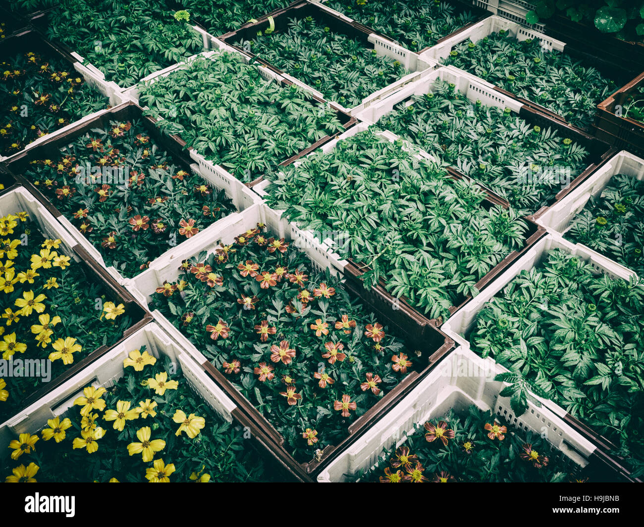 Plant seedlings in Paris, France Stock Photo - Alamy