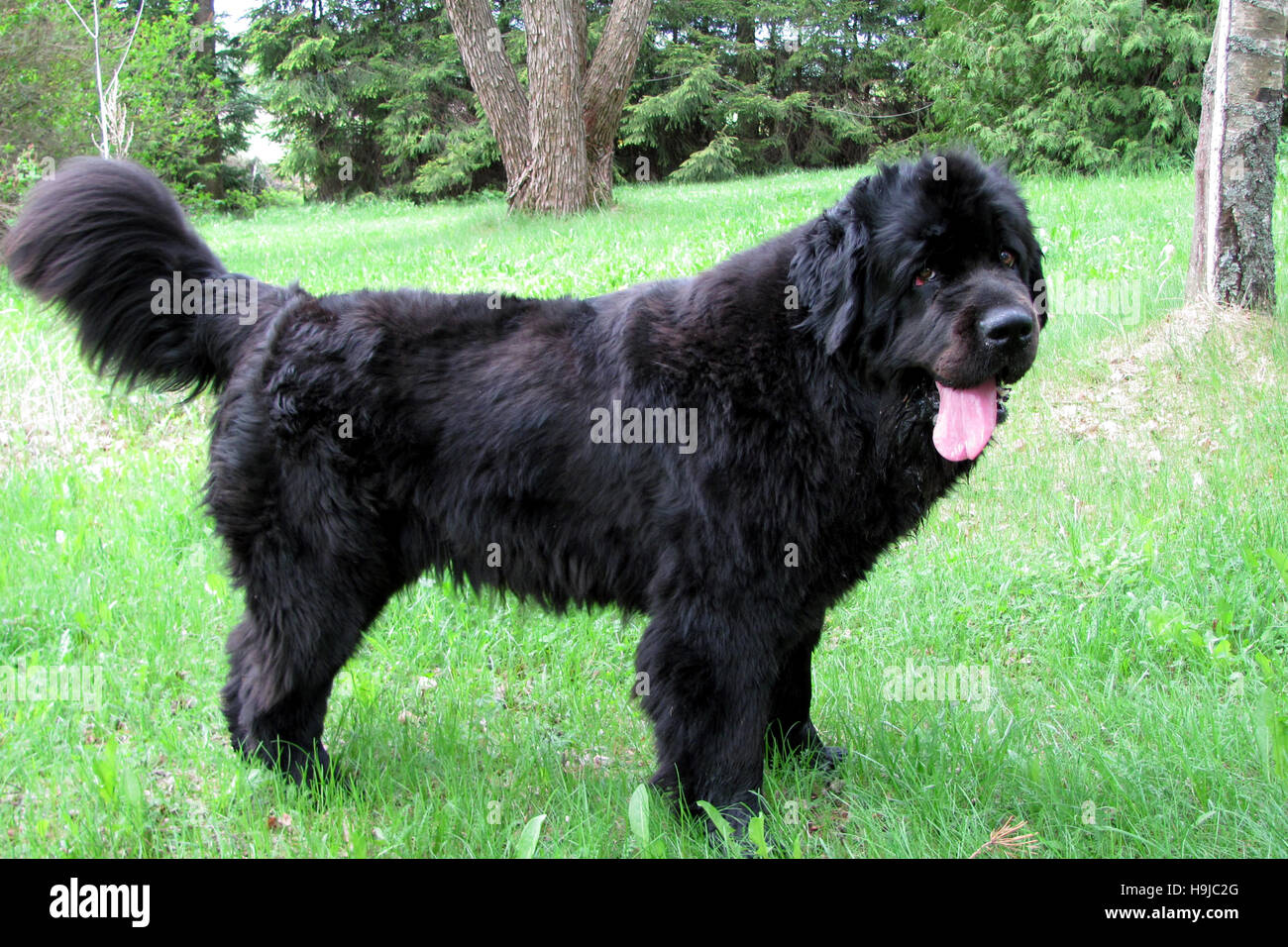 Newfoundland Dog High Resolution Stock Photography and Images - Alamy