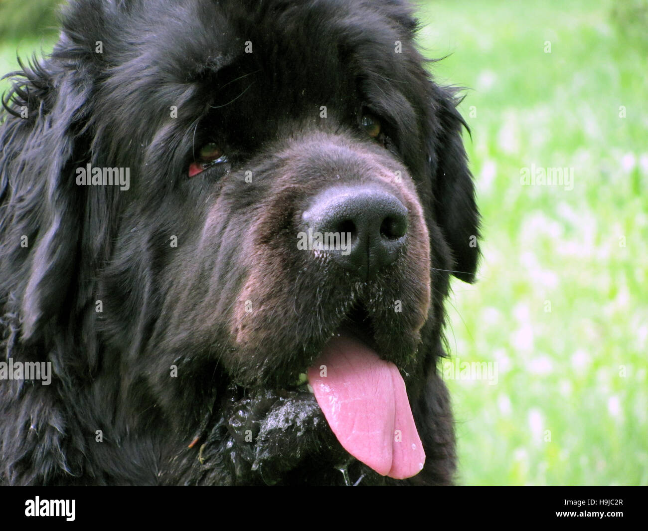 Portrait Of Newfoundland Dog Stock Photo - Alamy