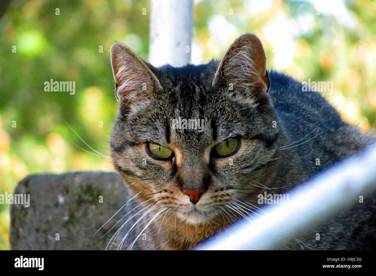 Cat looking at camera Stock Photo - Alamy