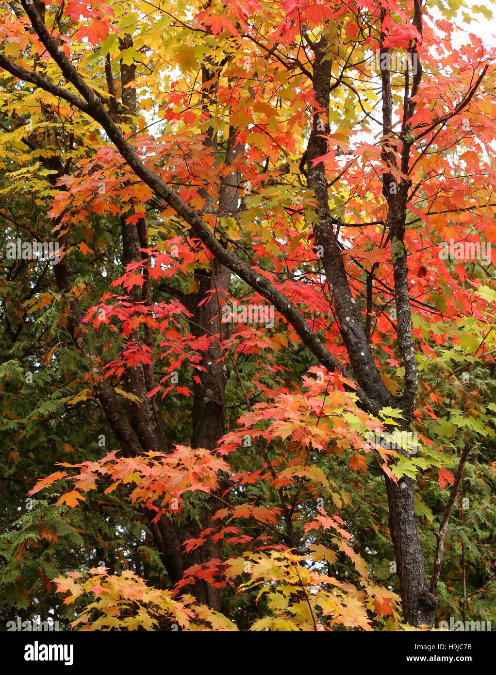 Colors of Fall Stock Photo - Alamy