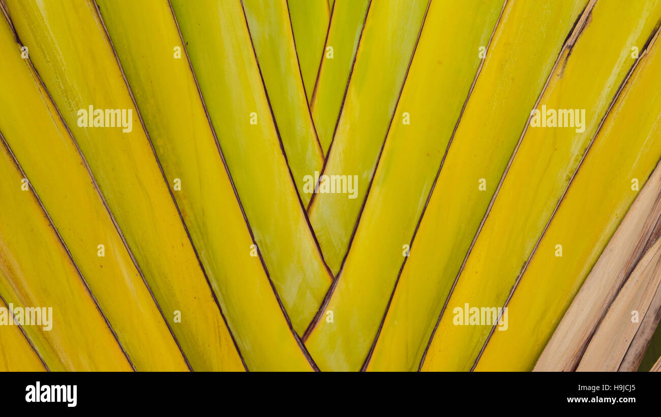 Petiole pattern of Traveller's Palm Leaves Stock Photo - Alamy