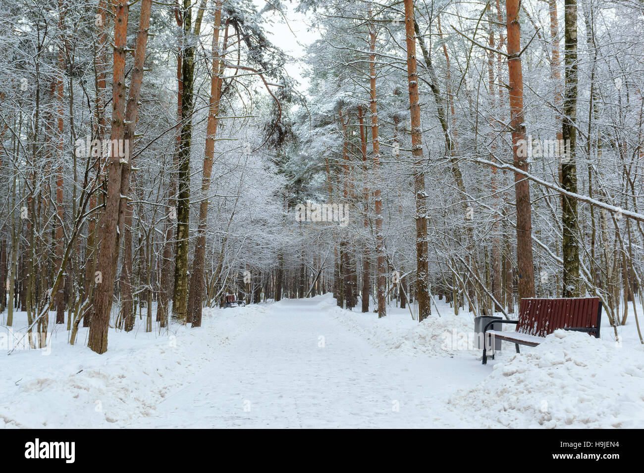 Beautiful park in winter Stock Photo - Alamy