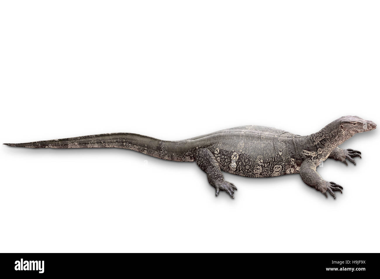 Asian water monitor isolated on white background with clipping path ...