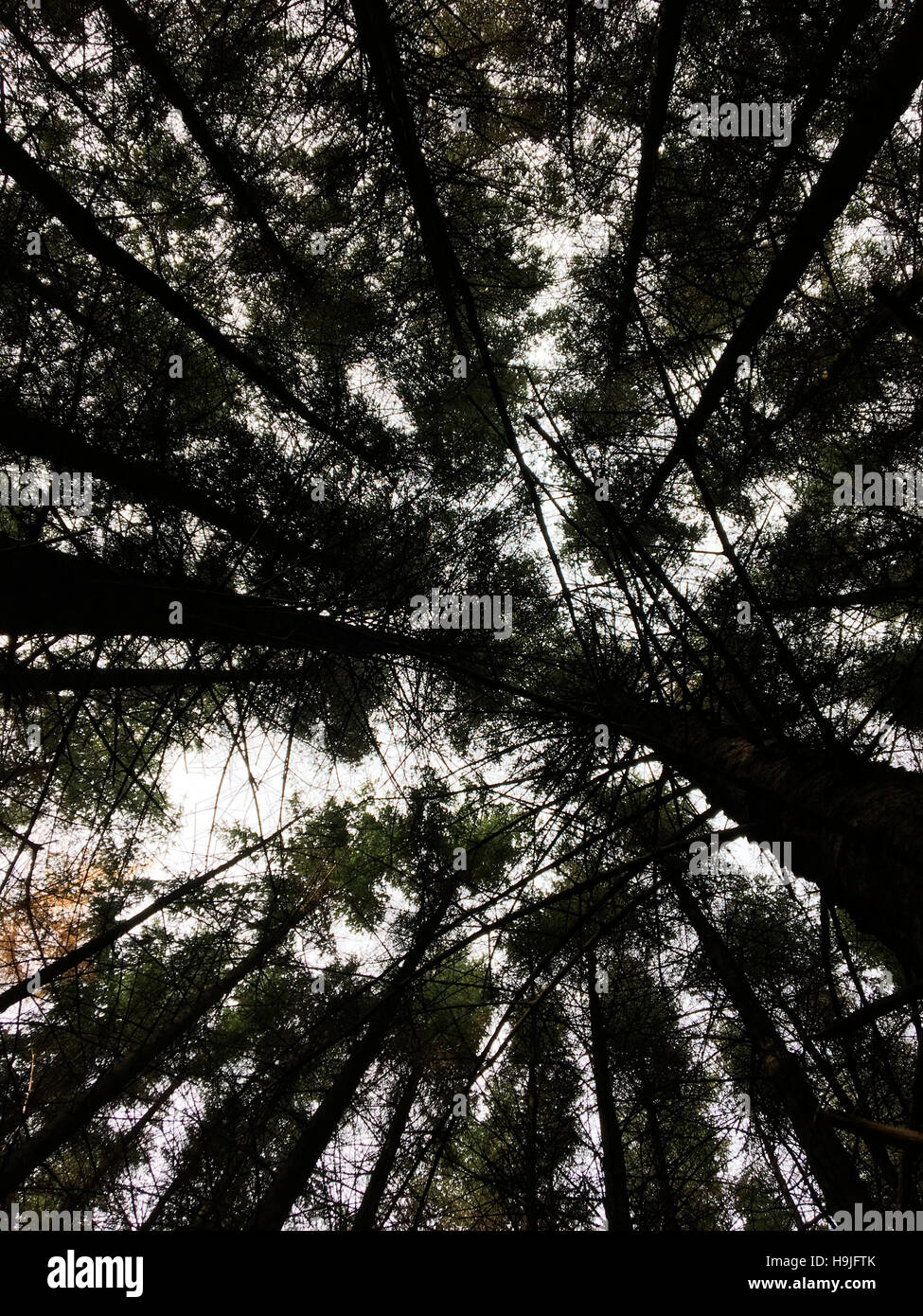 Conifer trees hi-res stock photography and images - Alamy