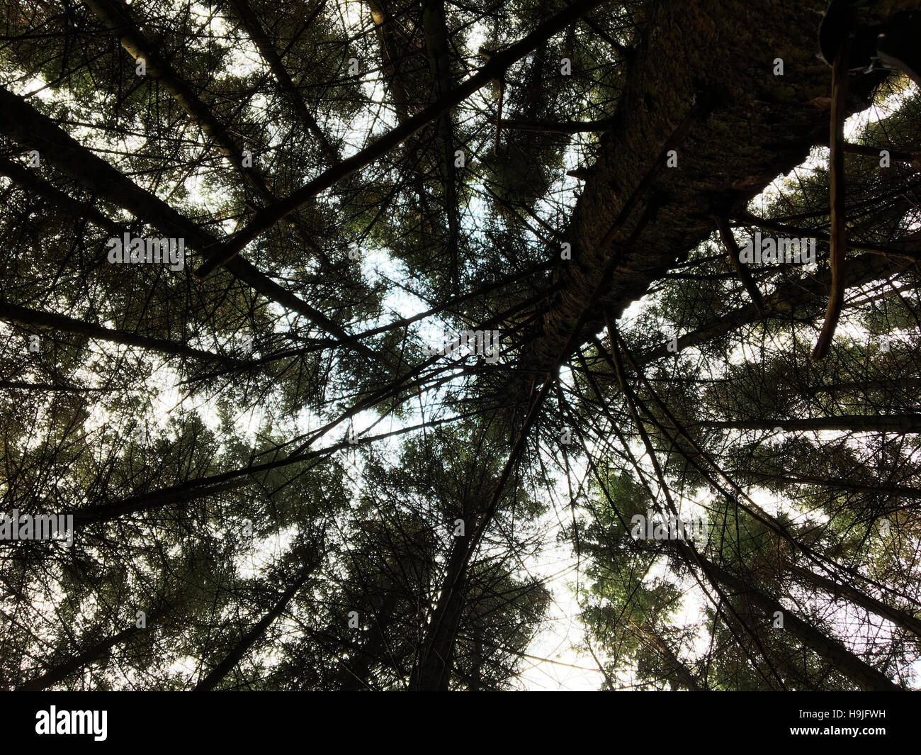 Conifer trees hi-res stock photography and images - Alamy