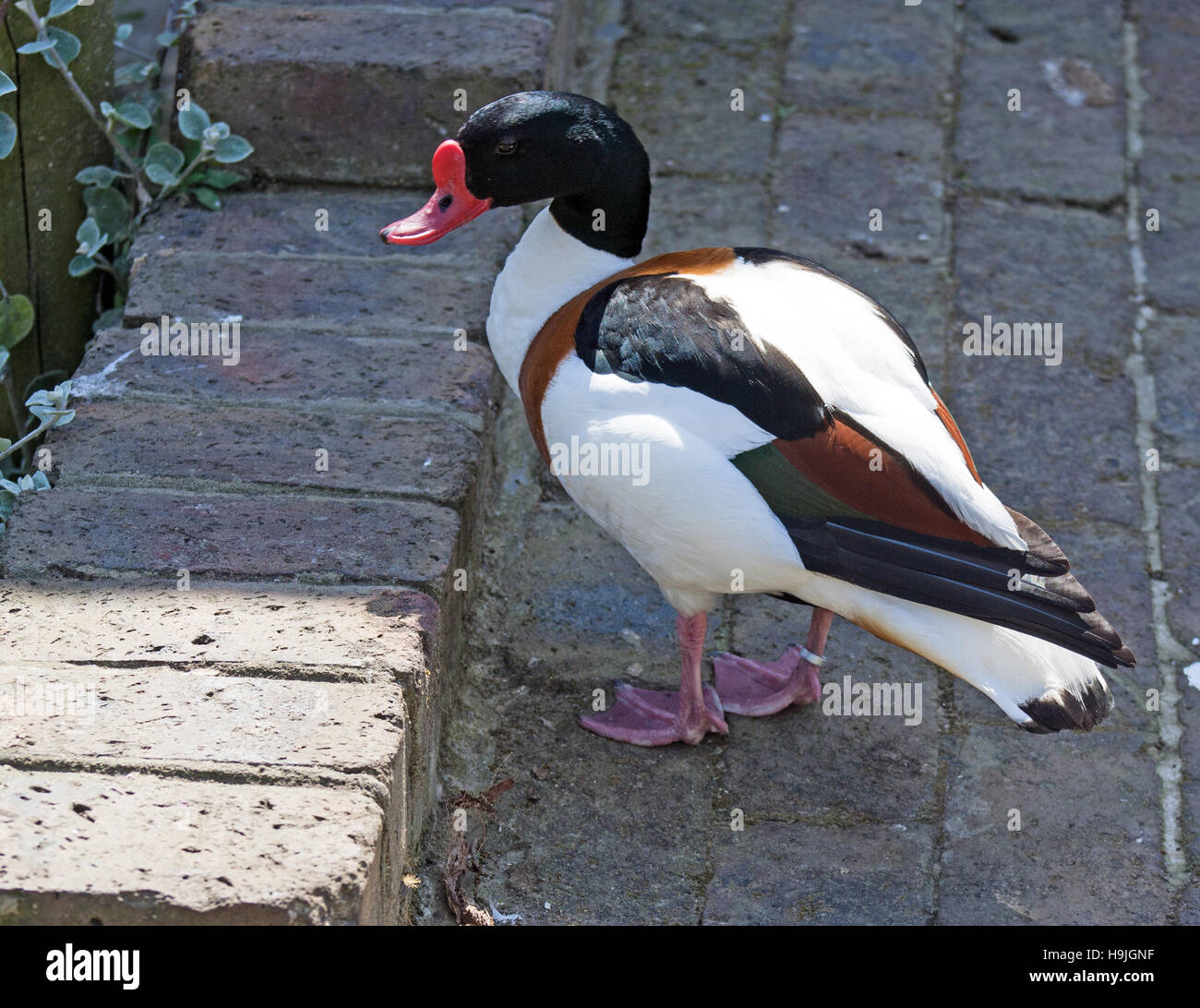 Shell Duck High Resolution Stock Photography and Images - Alamy
