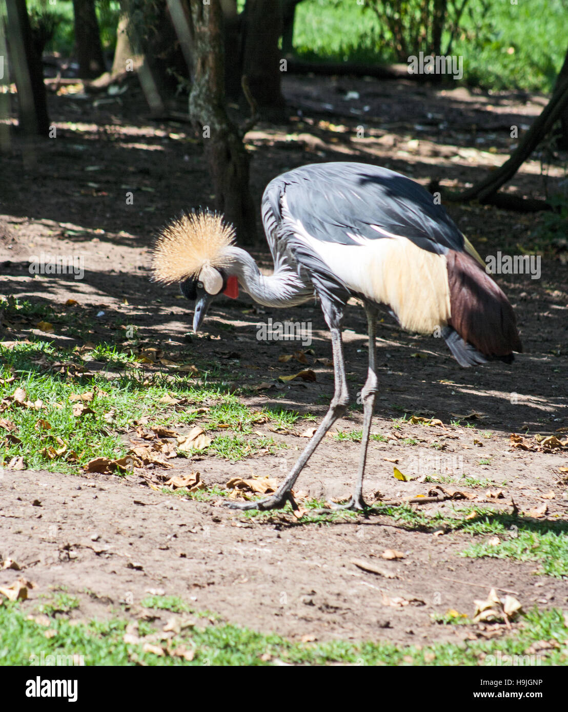 Crane legs hi-res stock photography and images - Alamy