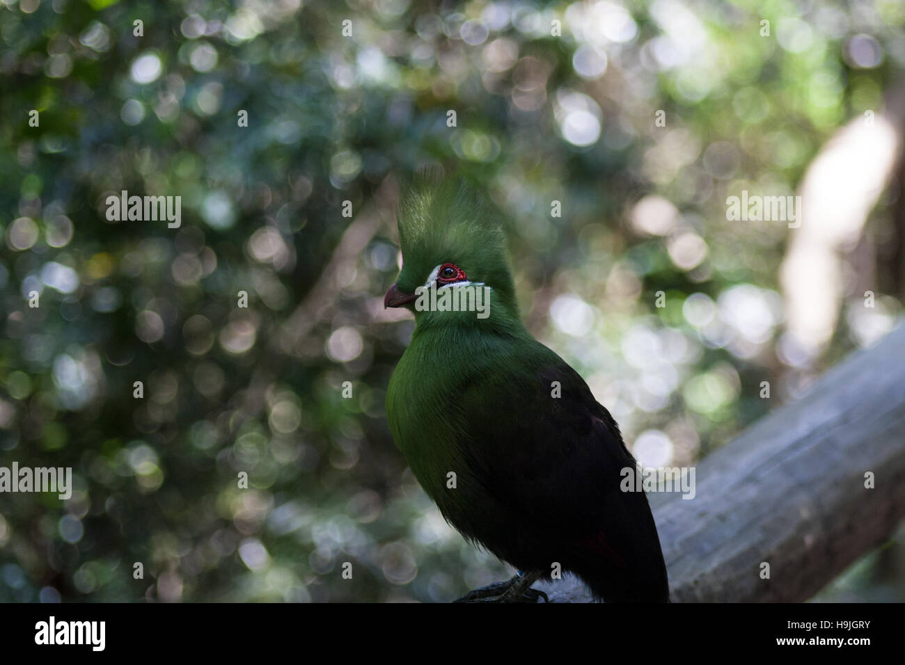 Green turaco hi-res stock photography and images - Alamy