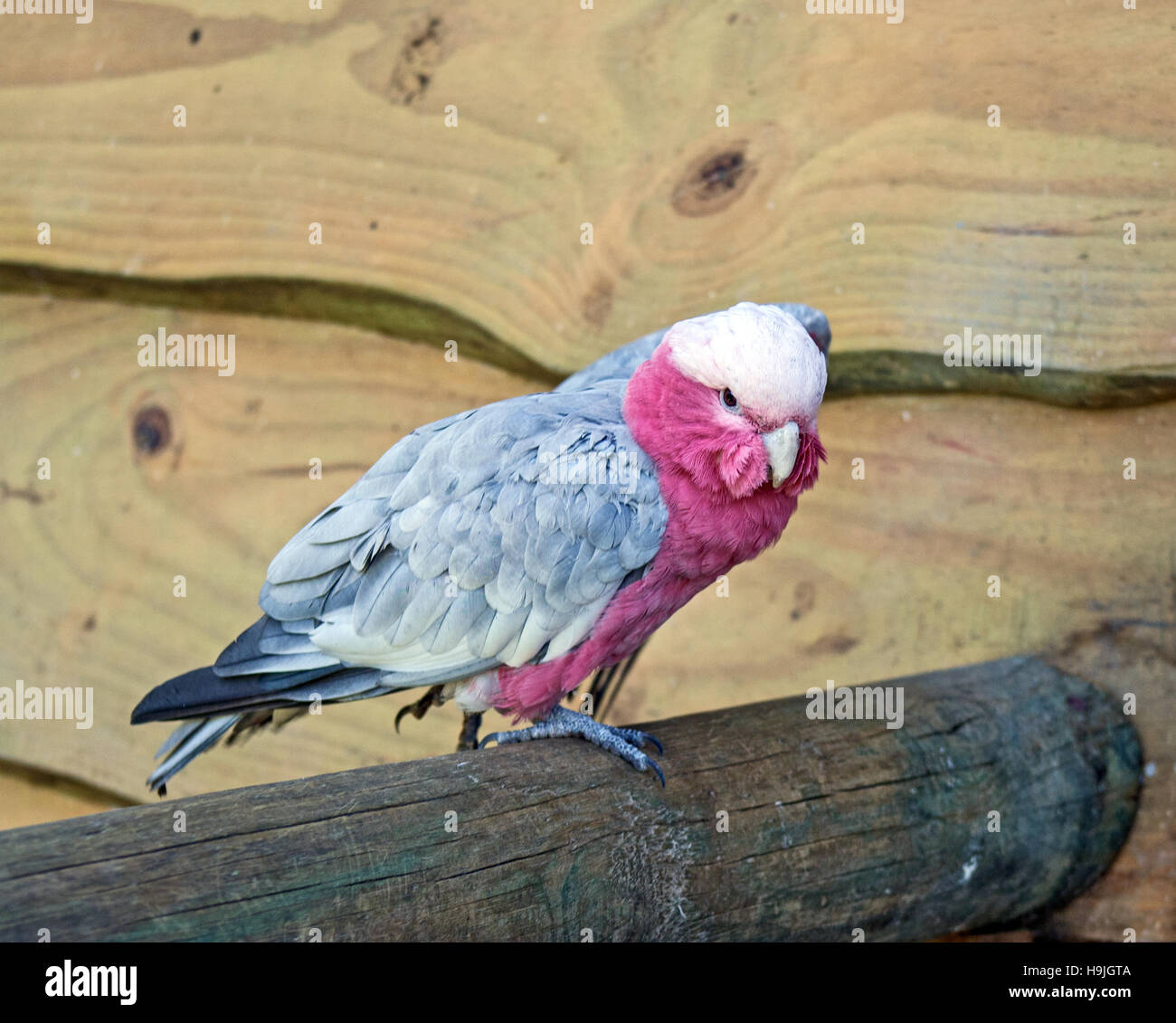 Pink cockatoo birds hi-res stock photography and images - Alamy