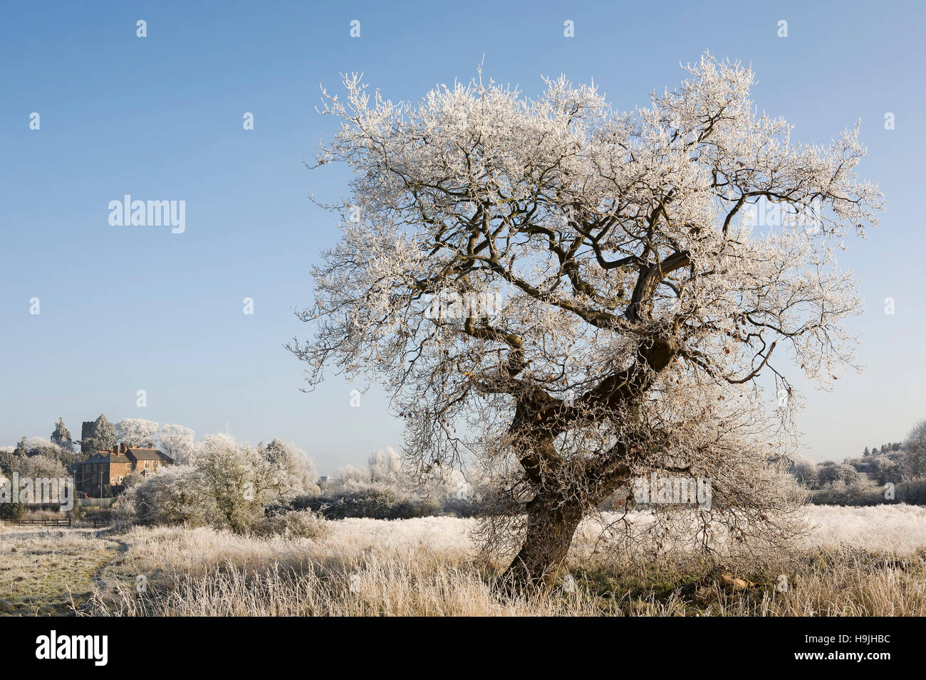 Frost covered tree and Croft church in the background, Croft ...