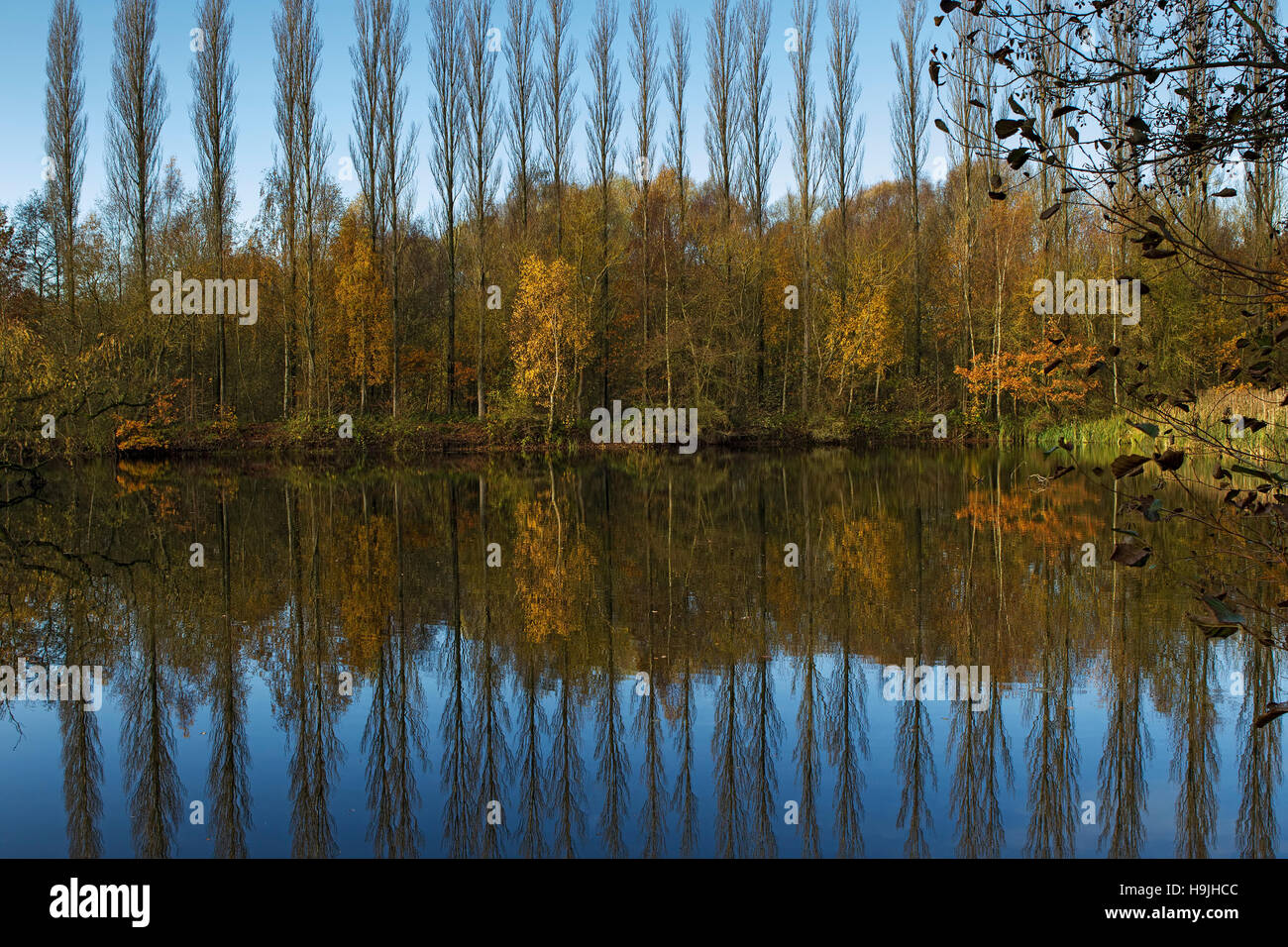 Reflection of poplar trees in Autumn light, Brandon Marsh, Warwickshire ...