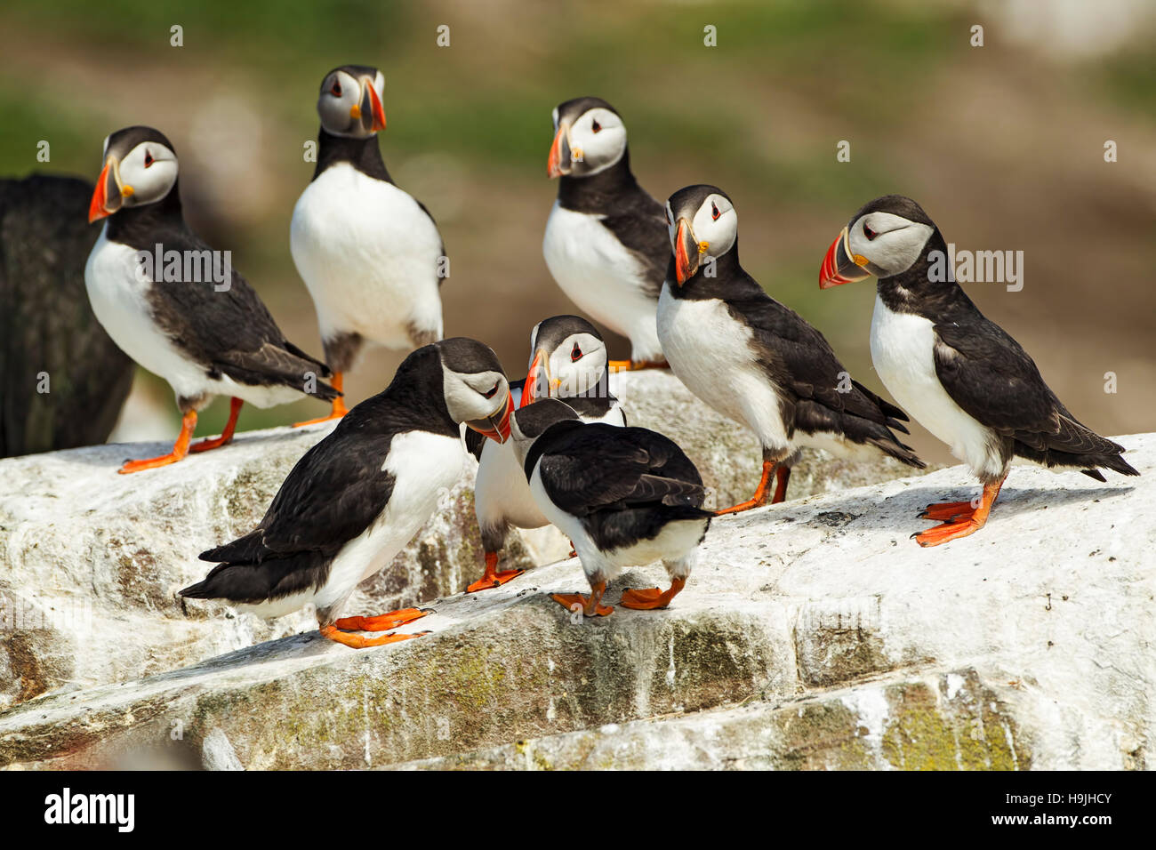 Group of 3 Puffins hitting each others beaks while 5 other puffins look ...