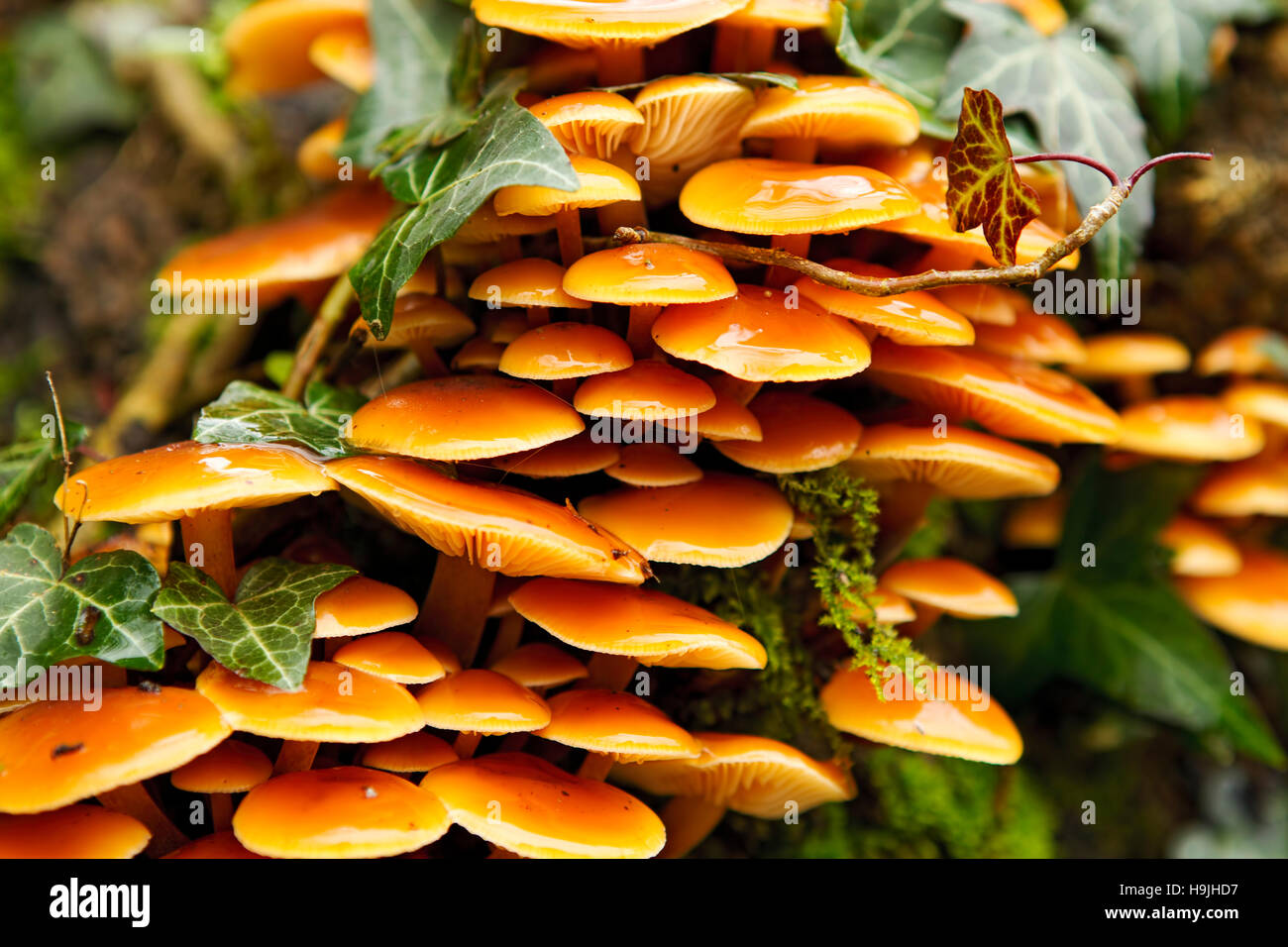 Honey growing hi-res stock photography and images - Alamy