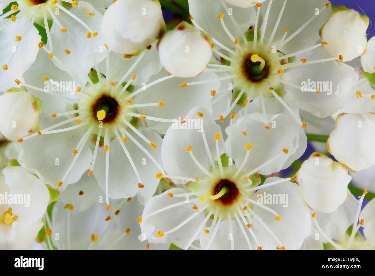 Manchurian cherry, Prunus maackii Stock Photo - Alamy