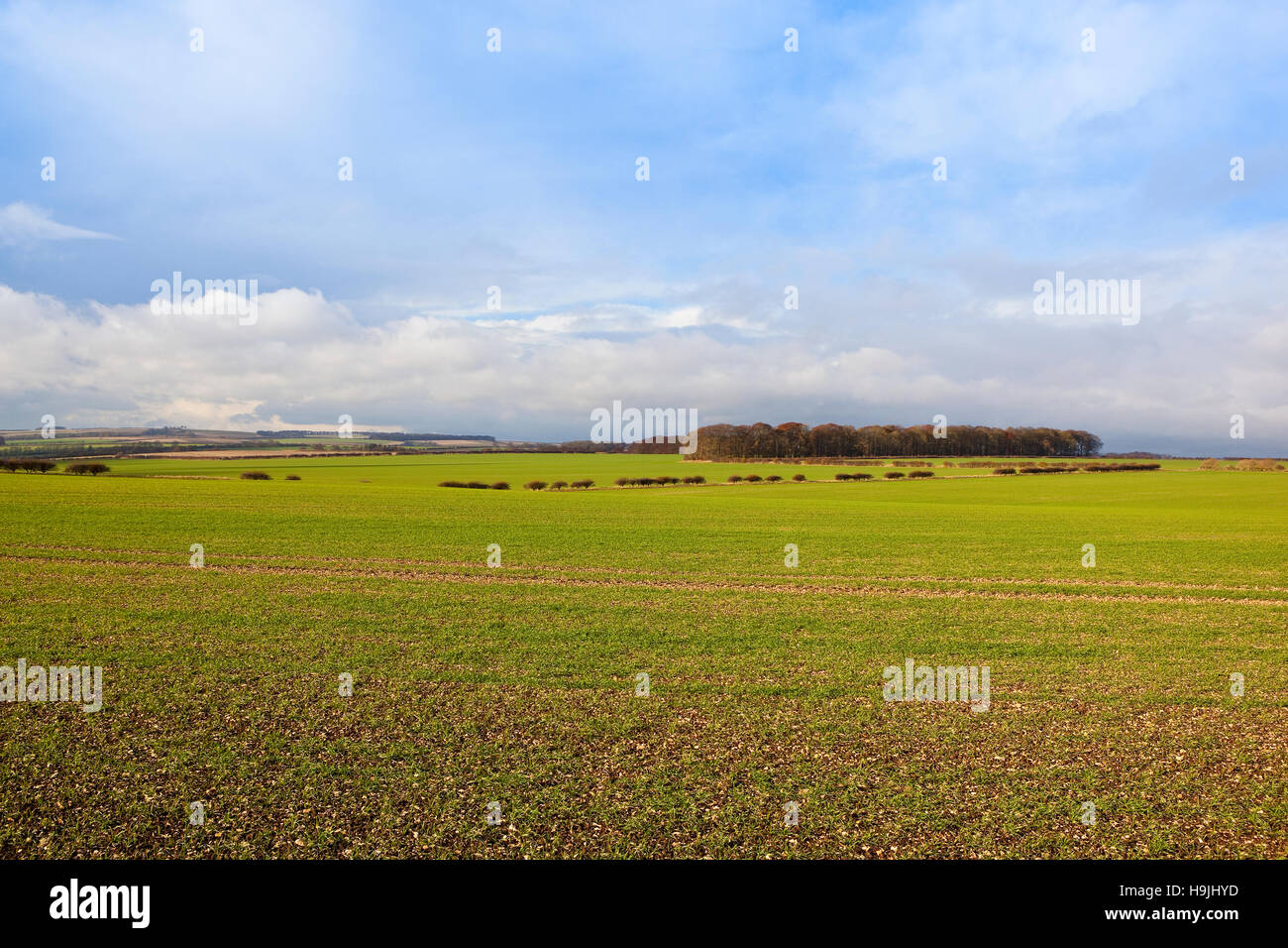 Seedling cereal crops in autumn in the scenic patchwork landscape of ...