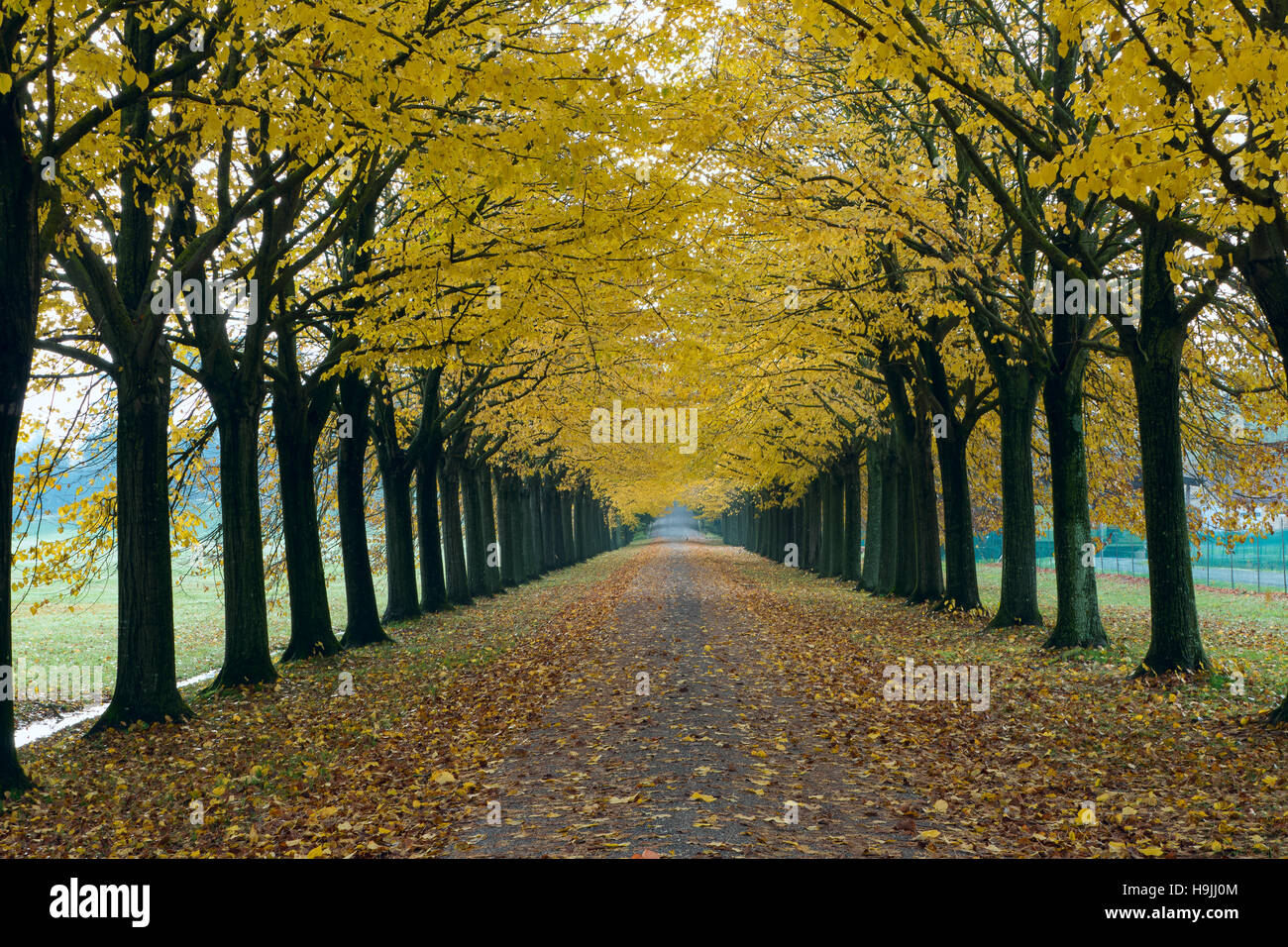 Tree-lined street in autumn Stock Photo - Alamy