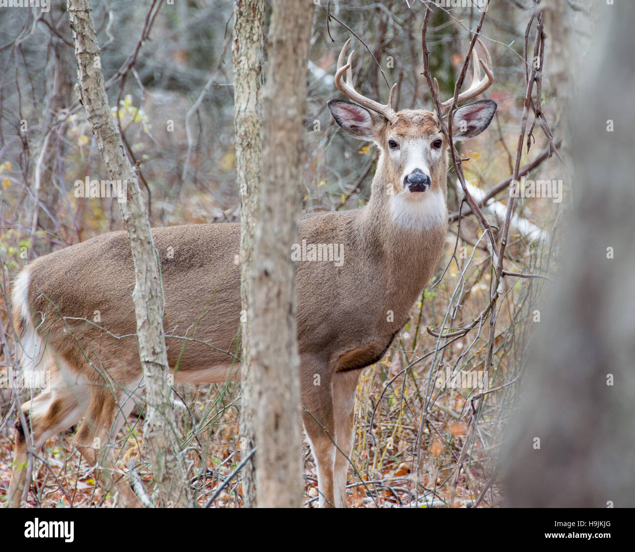 Whitetail Deer Buck standing in a thicket Stock Photo - Alamy