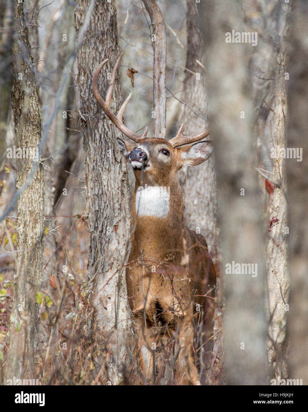Whitetail Deer Buck standing in a thicket Stock Photo - Alamy