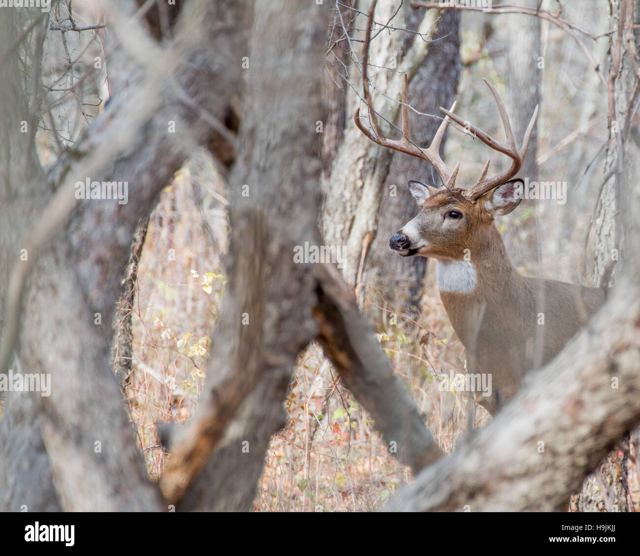 Whitetail Deer Buck standing in a thicket Stock Photo - Alamy