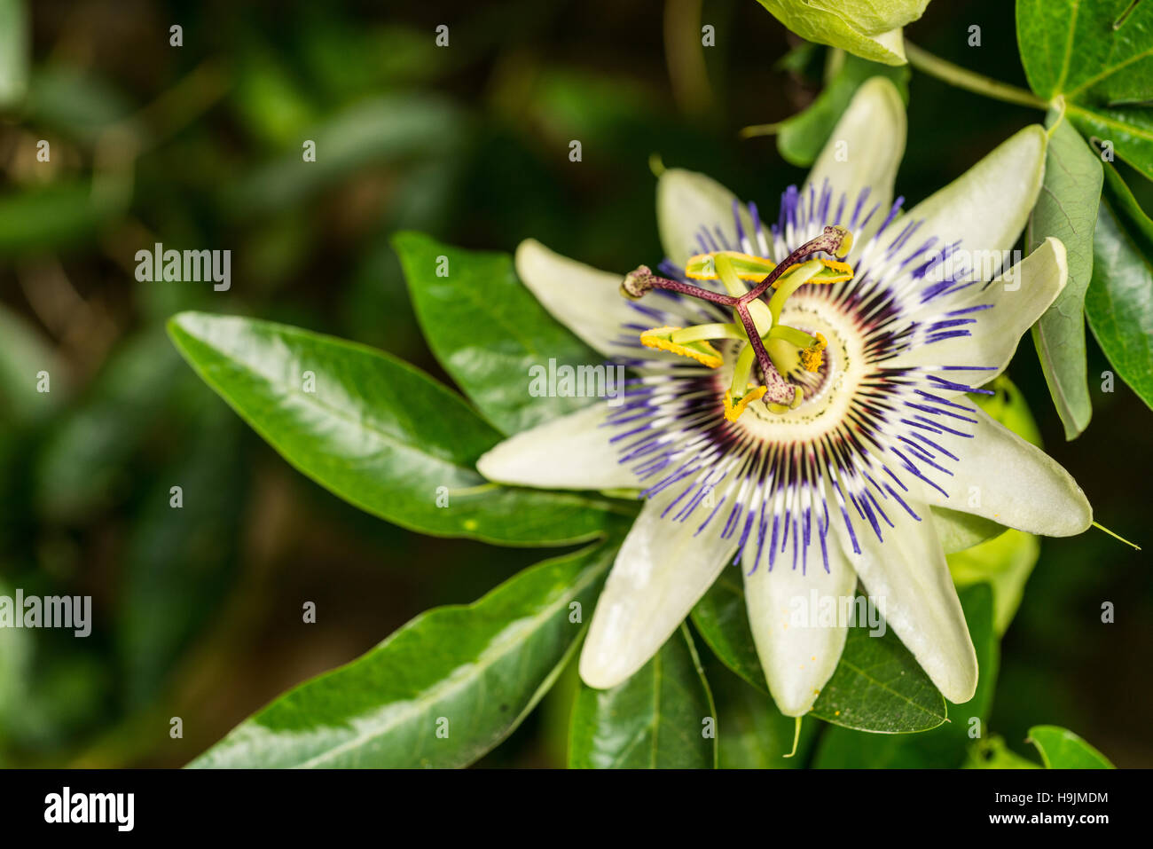Passiflora caerulea flower detail Stock Photo - Alamy