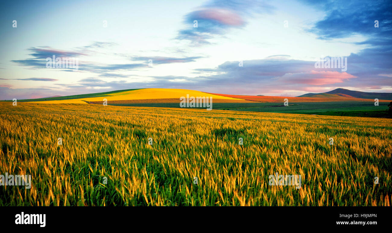 Wheat scenic hi-res stock photography and images - Alamy