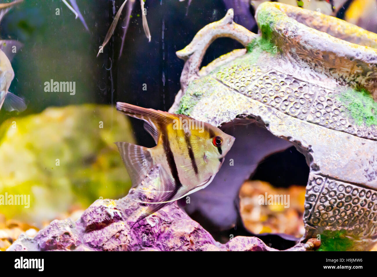 Photo of aquarium fish scalare in blue water Stock Photo - Alamy