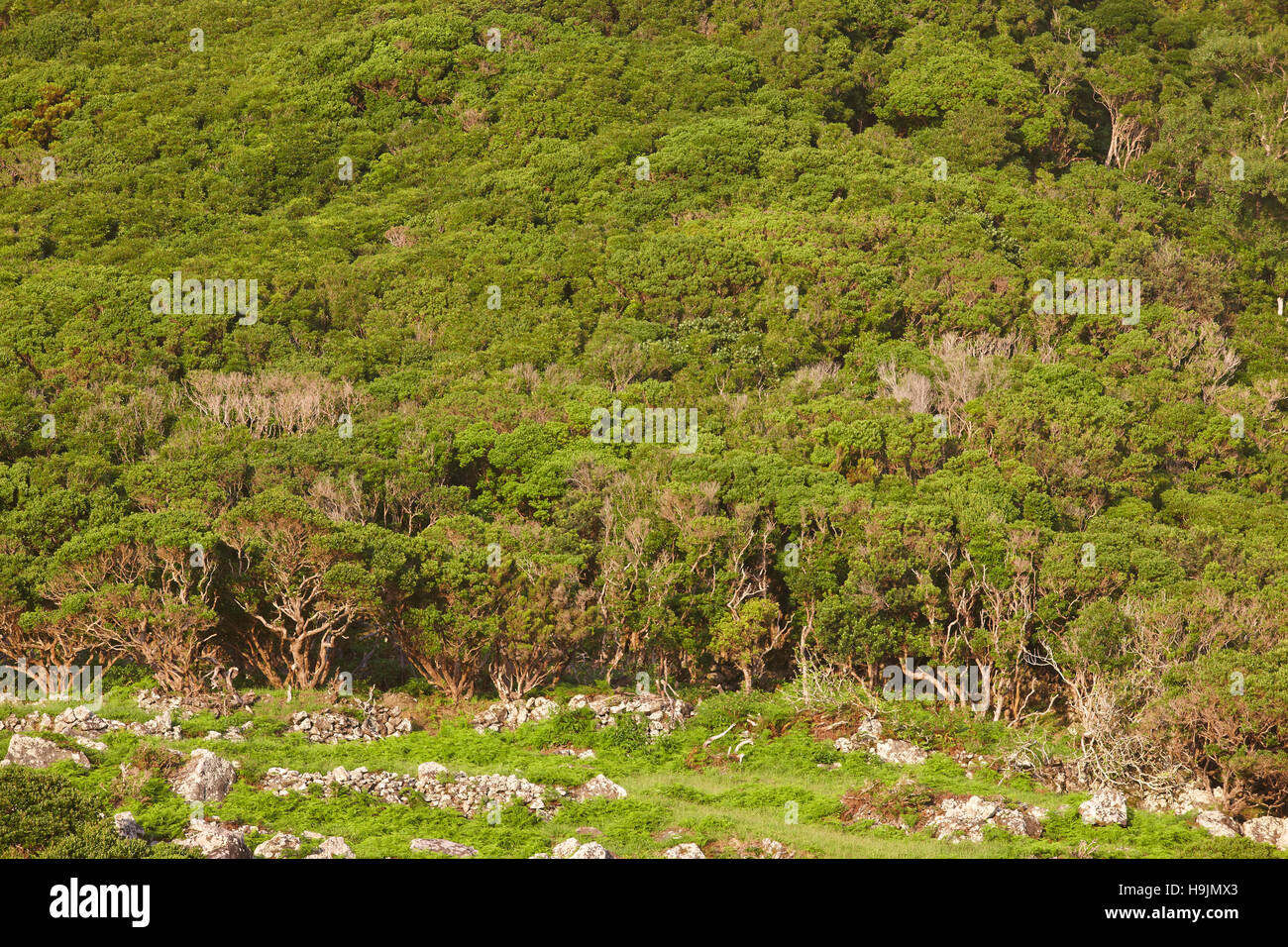 Azores landscape with green forest in Flores island, Azores. Portugal ...