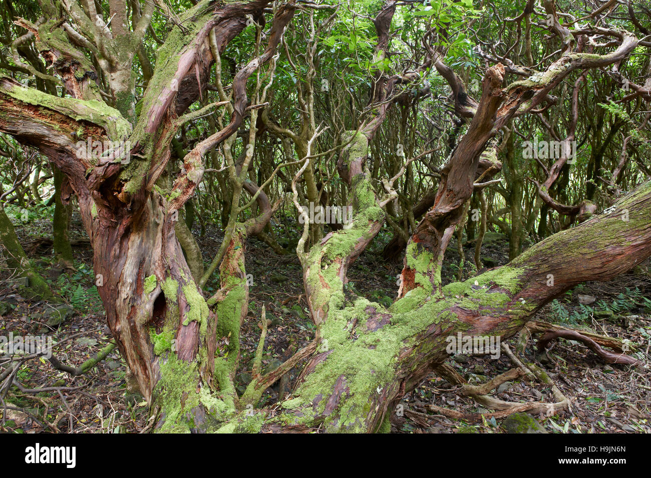 Azores green lush hi-res stock photography and images - Alamy