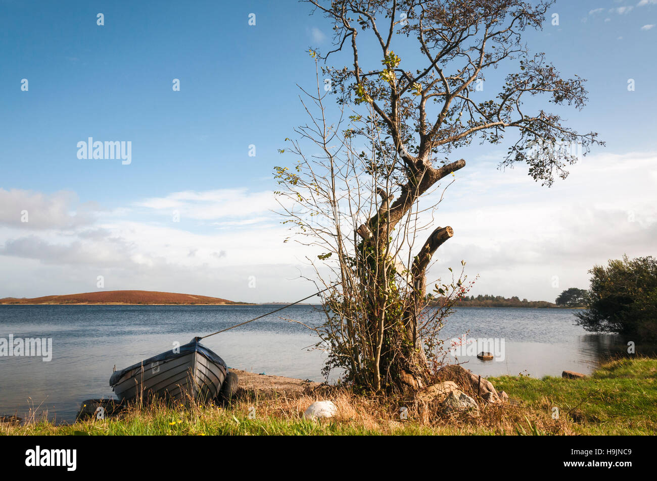 A solitary anglers boat tied to a tree on the shores of Loch Corib at ...