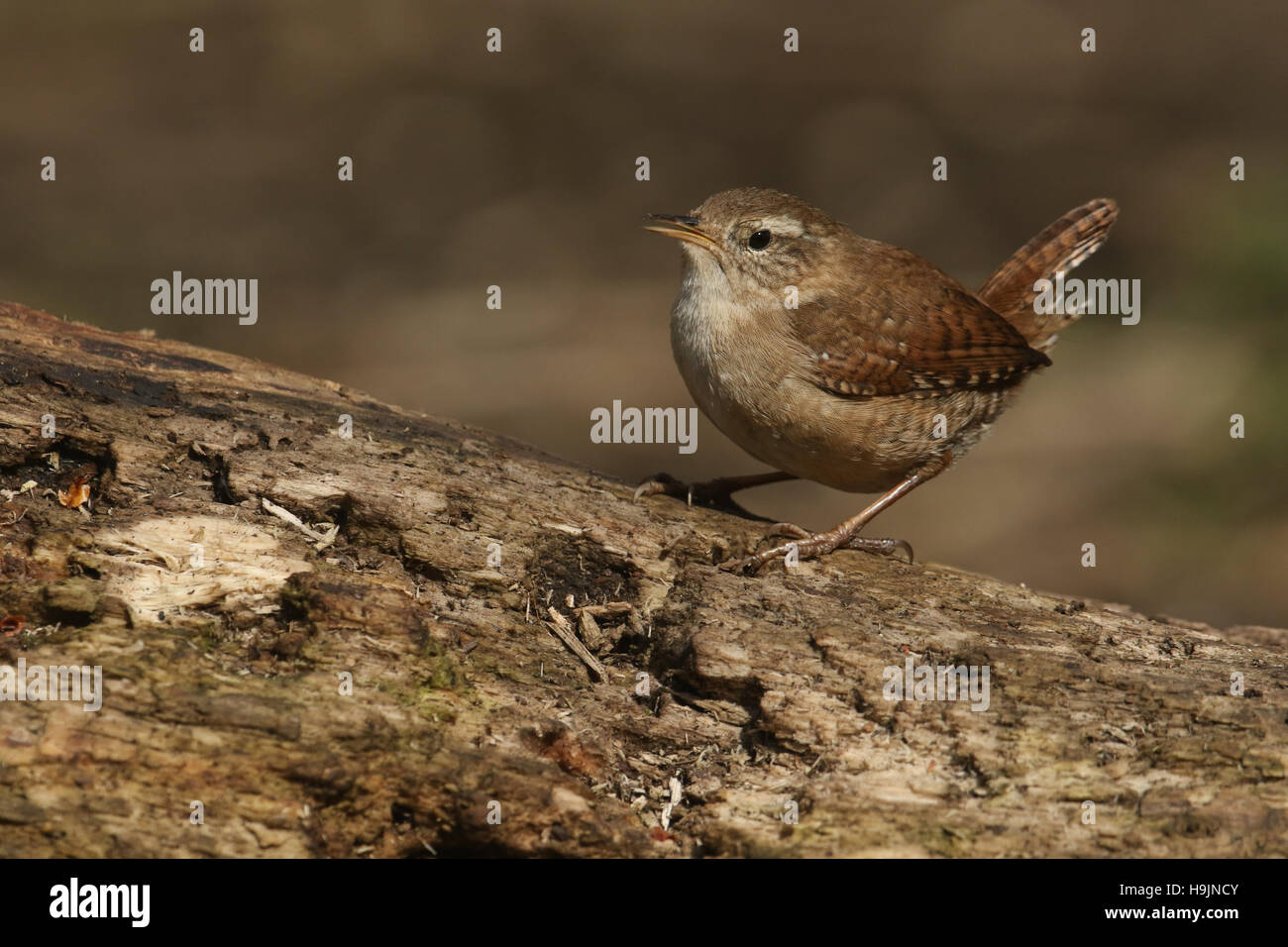 Wren bird uk hi-res stock photography and images - Alamy