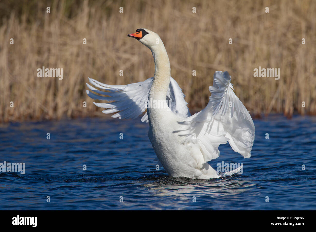 Swan flapping wings hi-res stock photography and images - Alamy