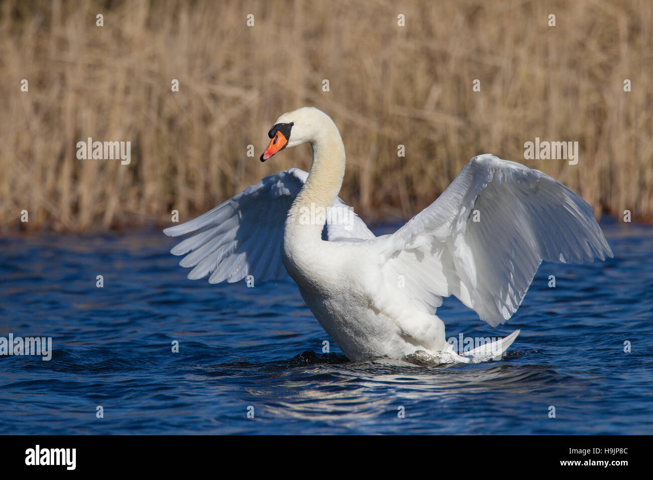 Mute swan (Cygnus olor) male swimming in lake and flapping its wings in ...