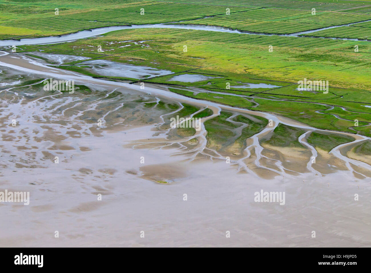Salt marsh low tide birds hi-res stock photography and images - Alamy