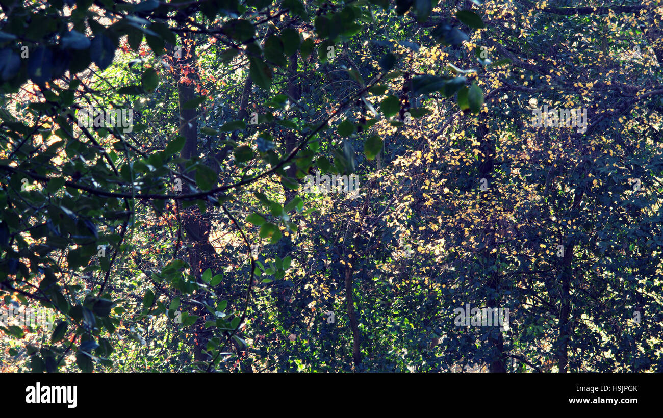 Autumn foliage trees golden leaves patterns and color Stock Photo - Alamy