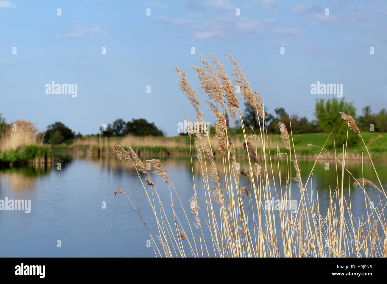 reed and river summer landscape Stock Photo - Alamy
