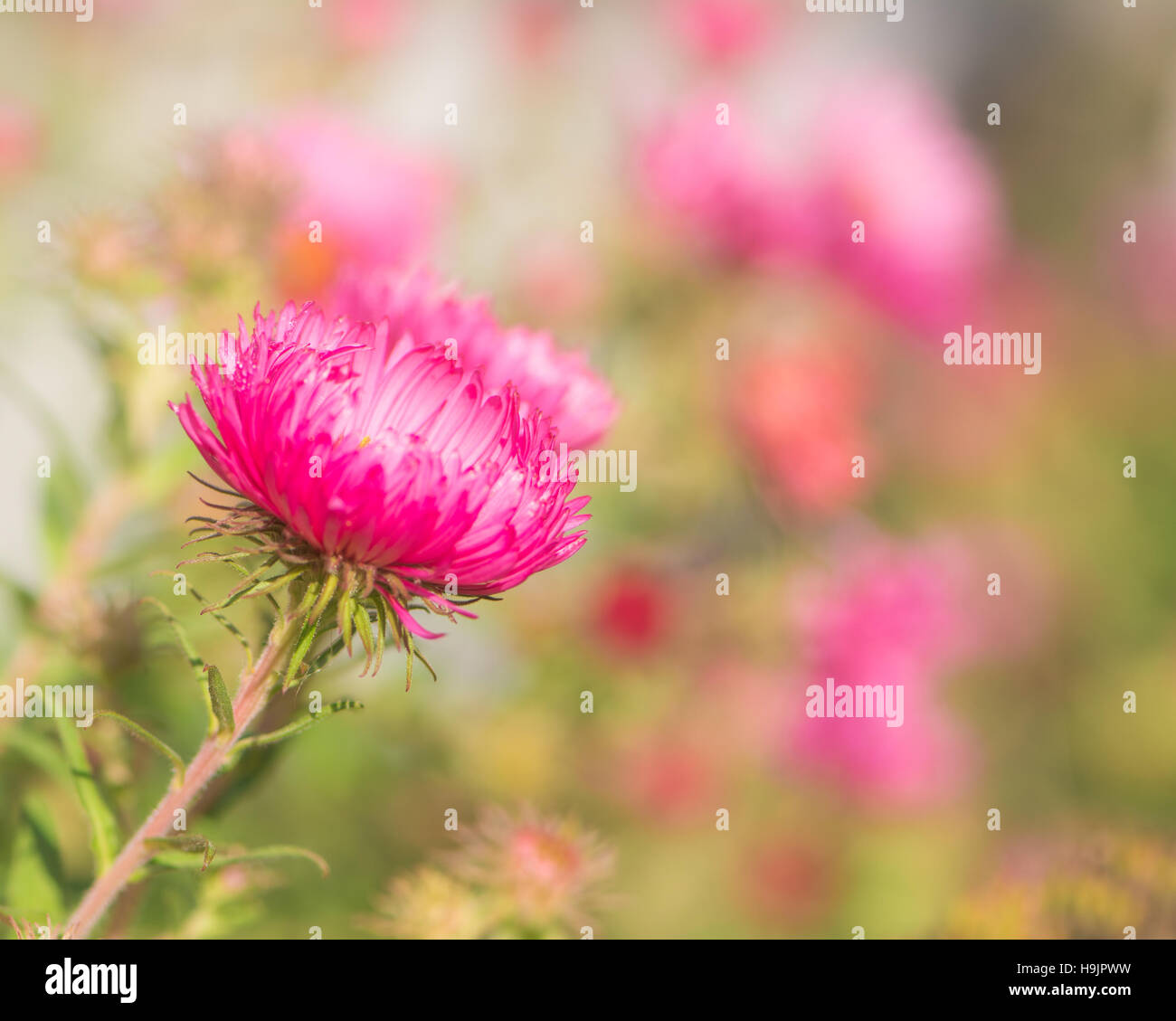 Pink aster flower hi-res stock photography and images - Alamy