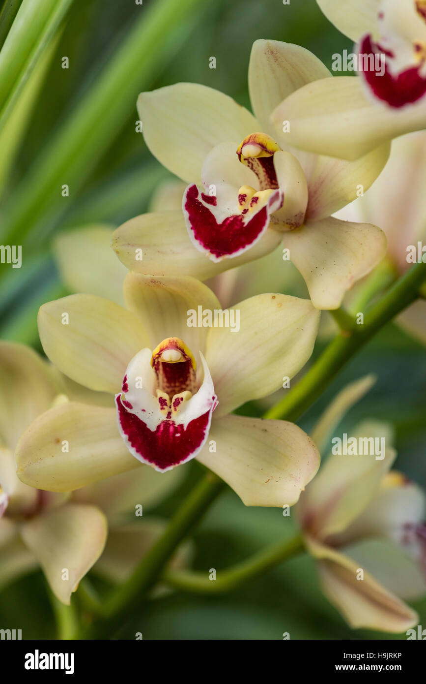 Cymbidium orchid in bloom cymbidium hi-res stock photography and images ...