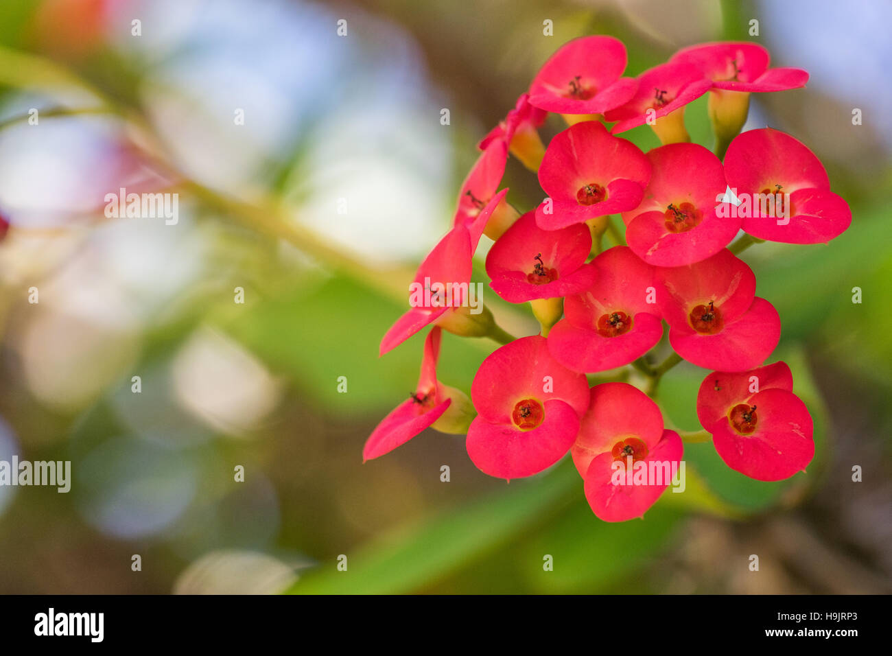 Flowers of a Euphorbia plant Stock Photo - Alamy