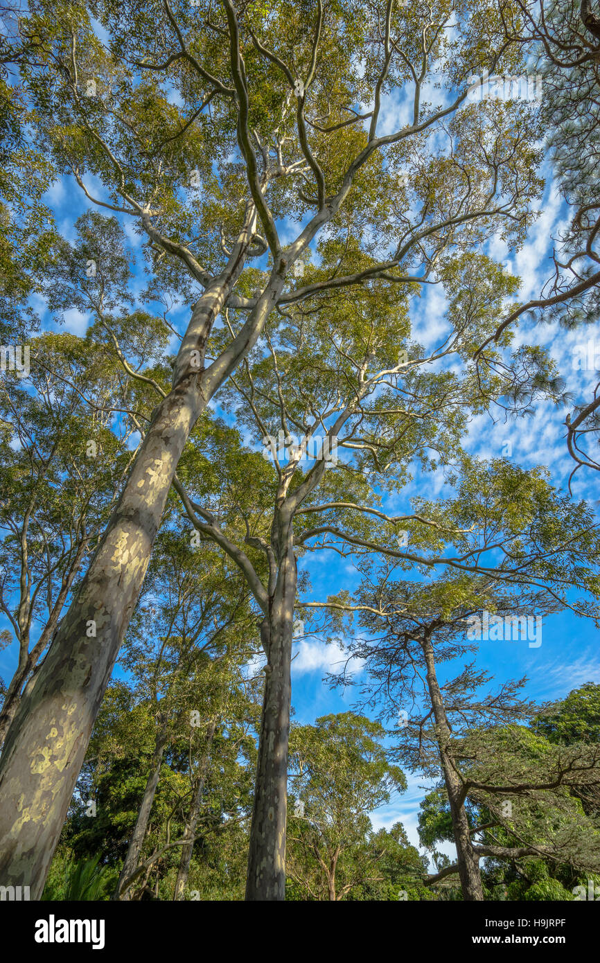 Green eucalyptus tree from hi-res stock photography and images - Alamy