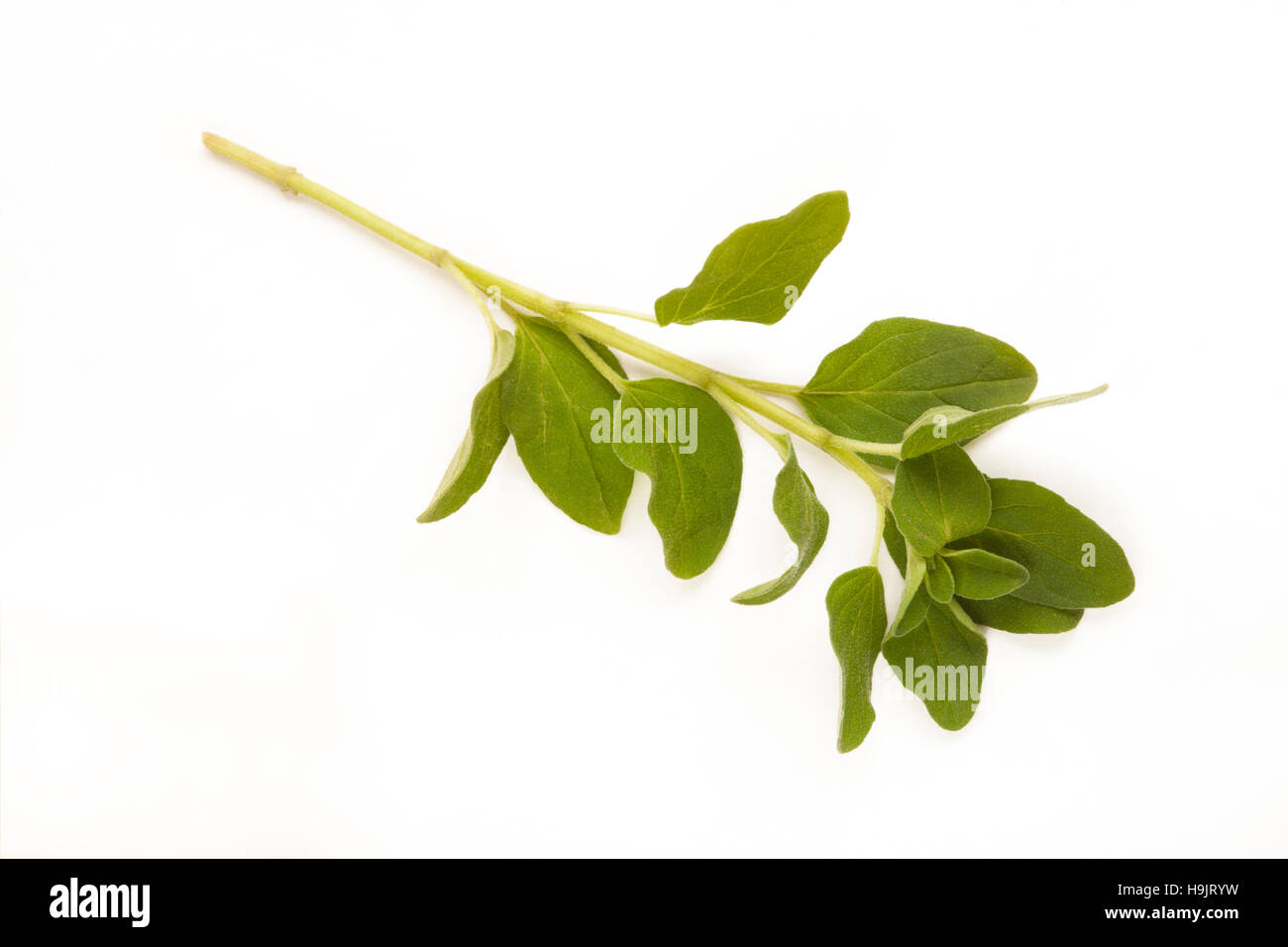 Oregano sprig hi-res stock photography and images - Alamy