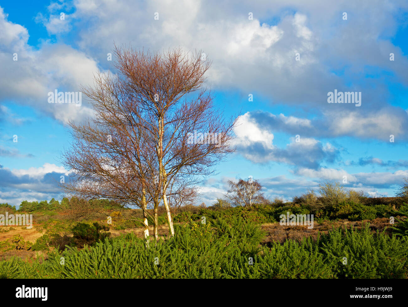 Middlebere hi-res stock photography and images - Alamy